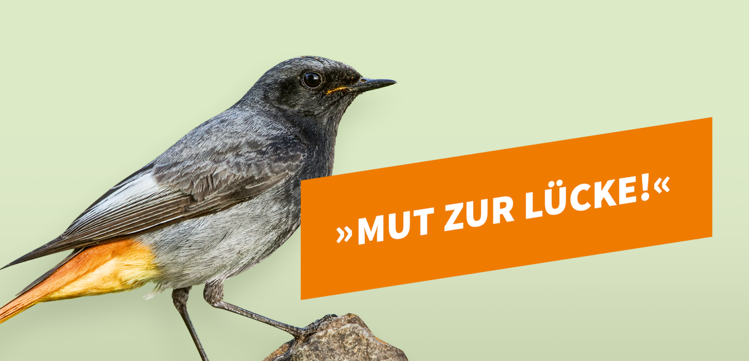 Hausrotschwanz ist Vogel des Jahres 2025! - NABU Gütersloh
